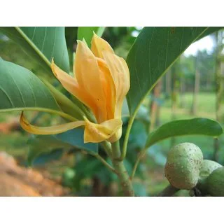 Swarna Champa grafted(yellow sampige) - Guru Kripa Nursery