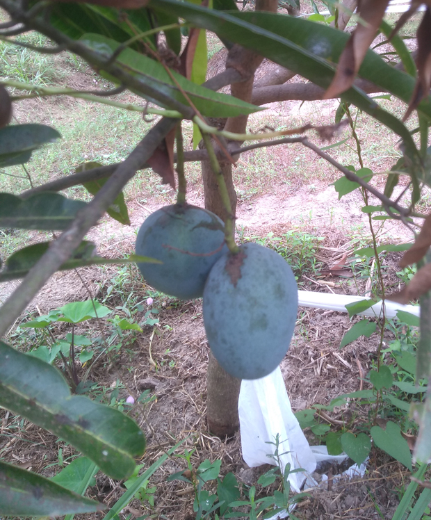 Kalapadi - Guru Kripa Nursery