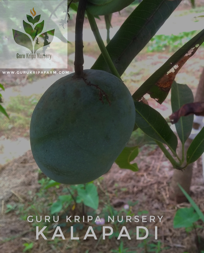 Kalapadi - Guru Kripa Nursery