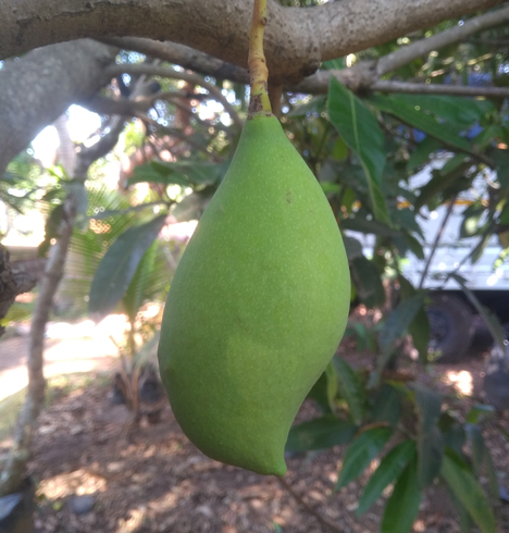 Totapuri - Guru Kripa Nursery