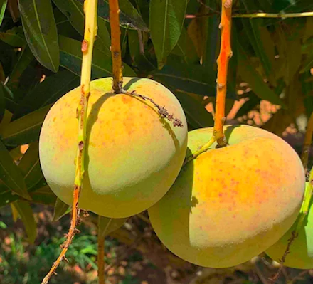 Rumania - Guru Kripa Nursery