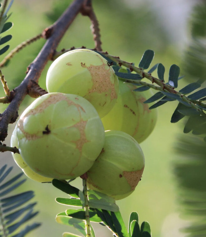 Amla - Guru Kripa Nursery