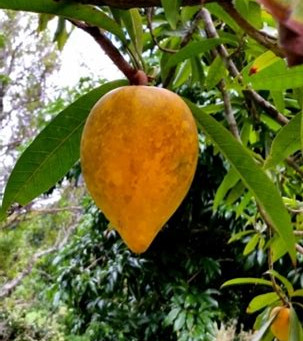 Egg Fruit - Guru Kripa Nursery