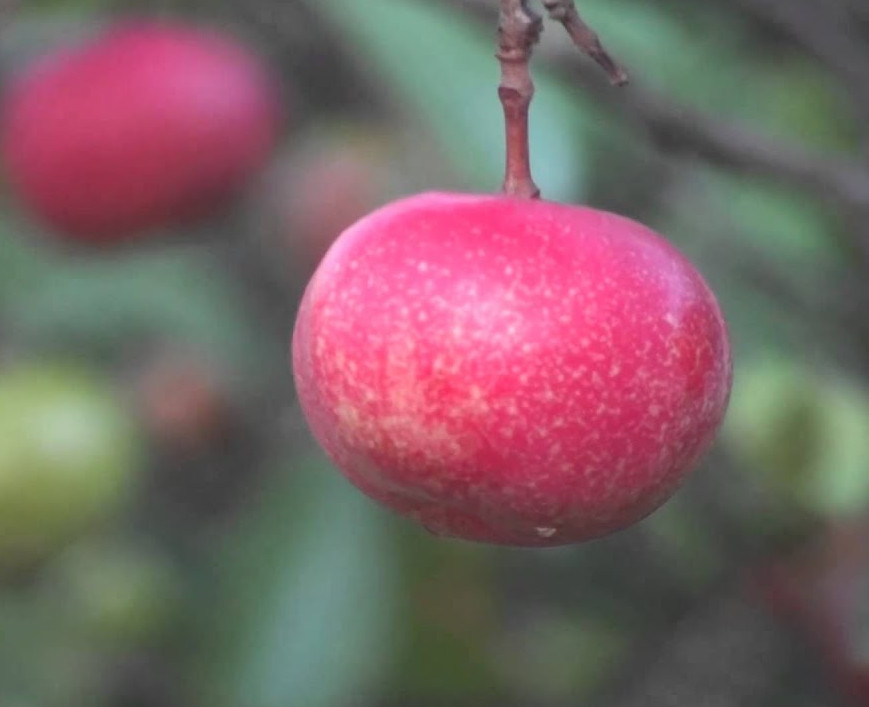 Kokum - Guru Kripa Nursery