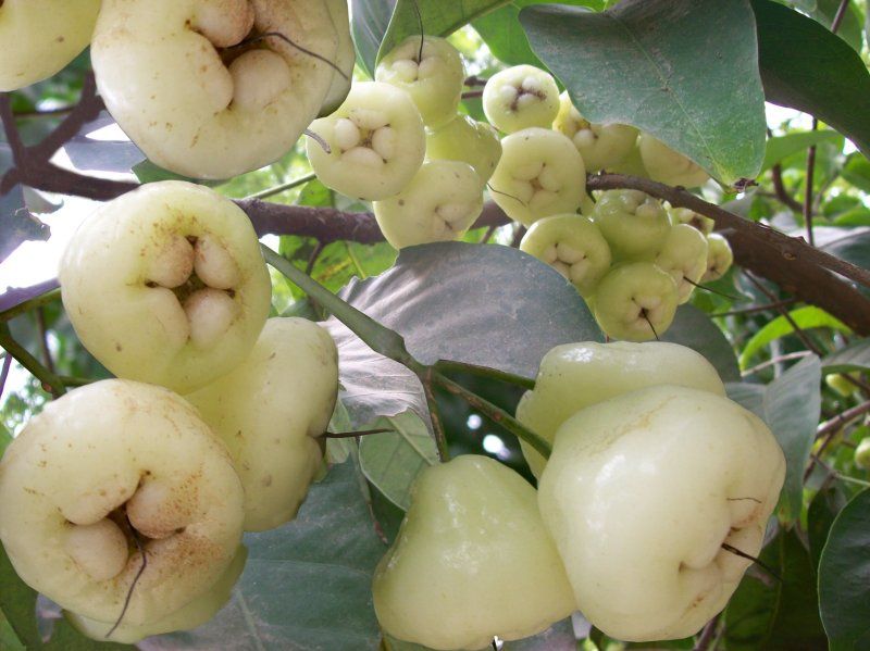 wax apple (White) - Guru Kripa Nursery