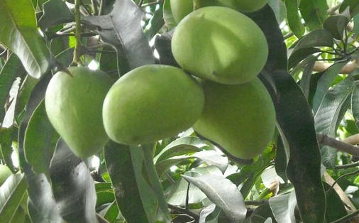 Pairi - Guru Kripa Nursery