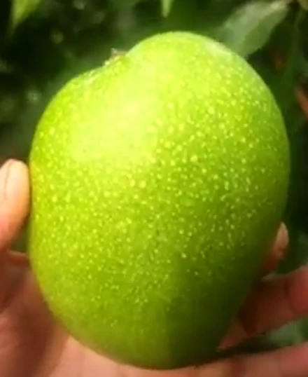 Ratna - Guru Kripa Nursery